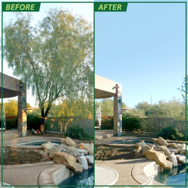 Before & After images and photo gallery for Branching Out Tree Service