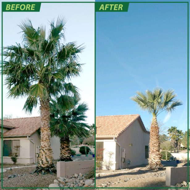 Before & After images and photo gallery for Branching Out Tree Service