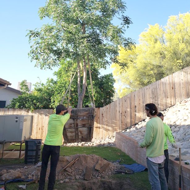Before & After images and photo gallery for Branching Out Tree Service