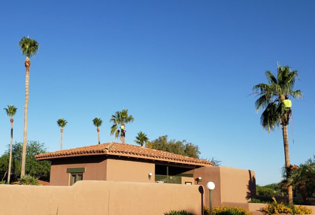 Before & After images and photo gallery for Branching Out Tree Service