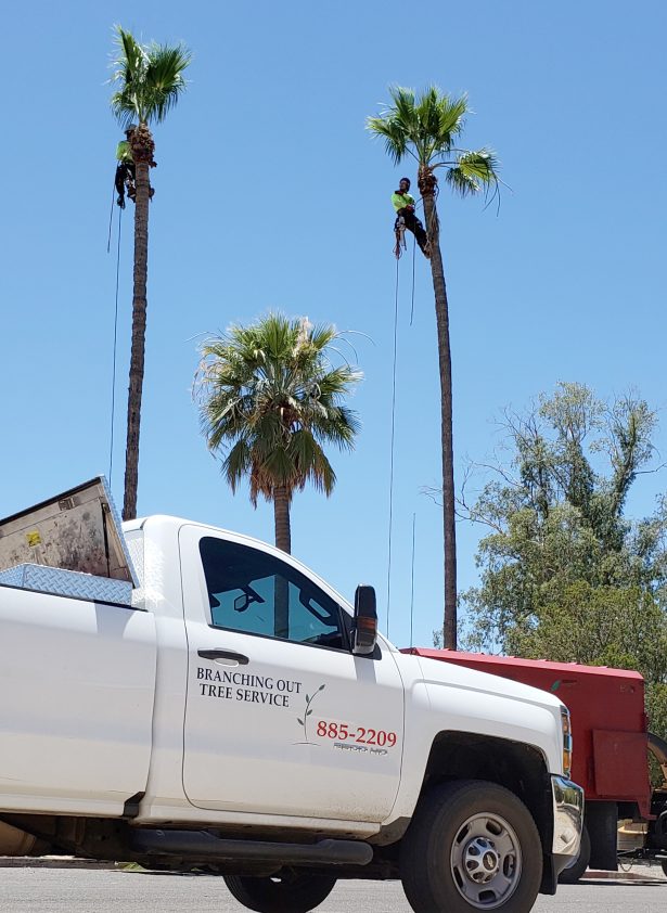 Before & After images and photo gallery for Branching Out Tree Service